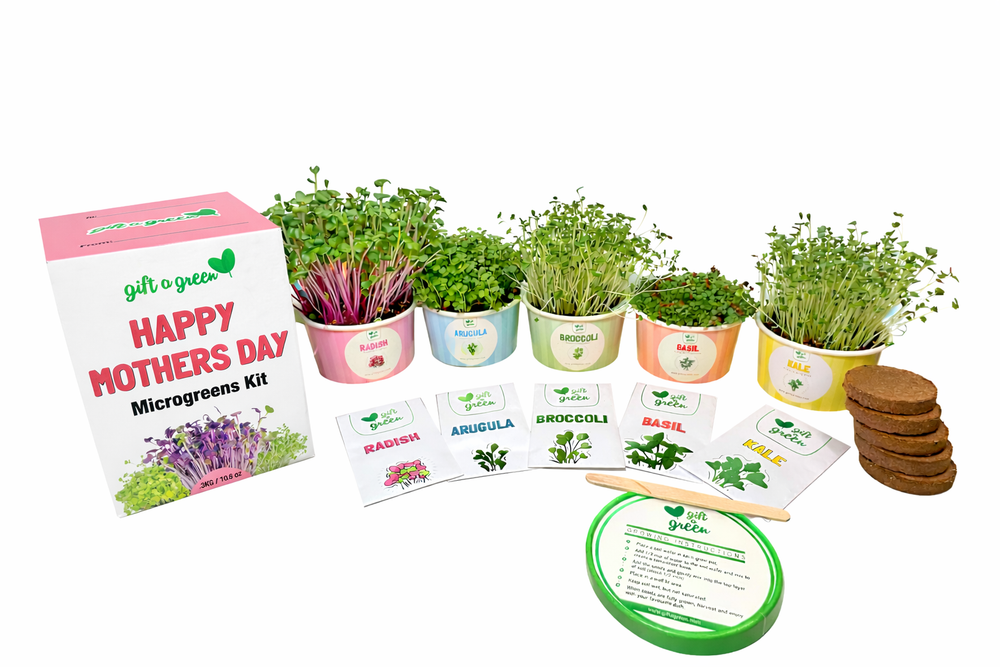 Organic Microgreens Grow Cards and Gift Boxes | GiftaGreen – giftagreen